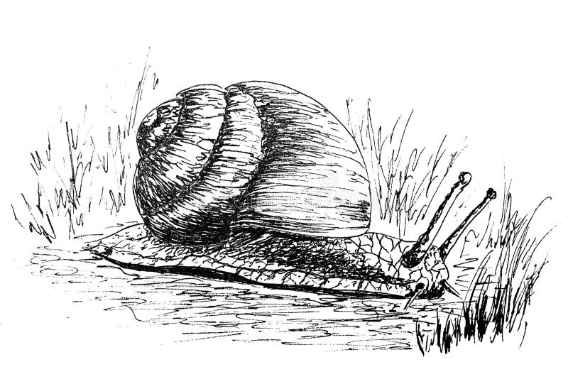 The Pretty Snail Ink Drawing Stock Illustration - Illustration of beach ...