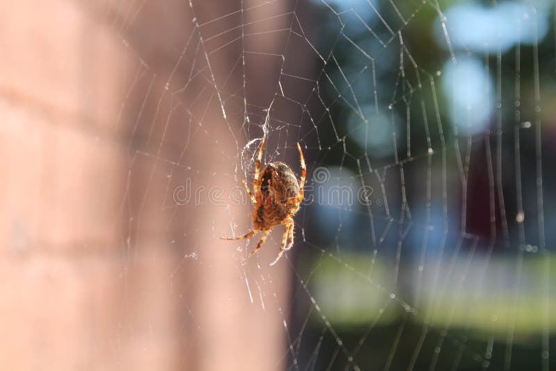 Pretty Spider in Its Magnificent Web Stock Photo - Image of nature ...