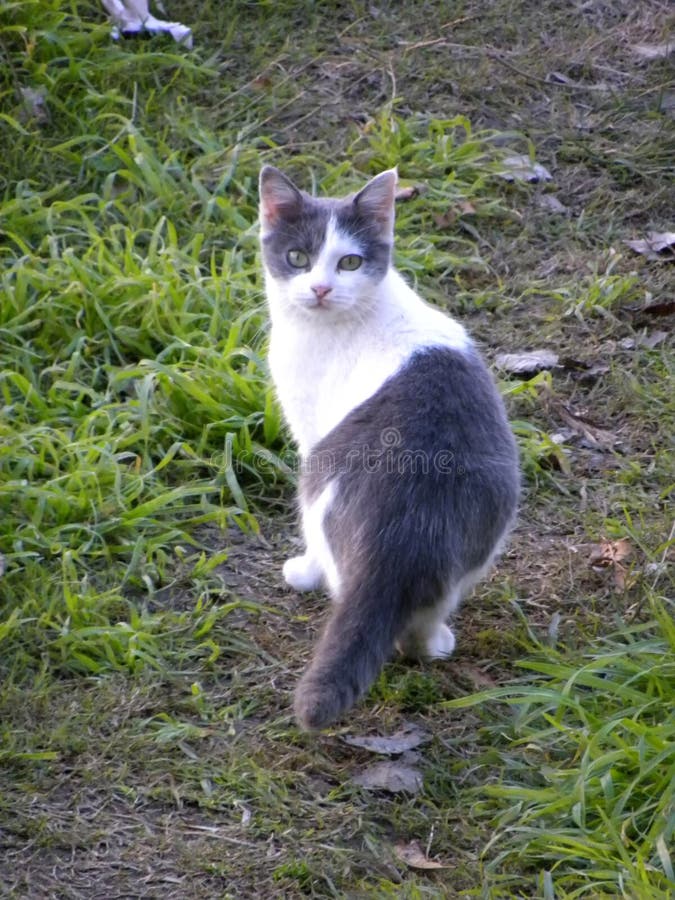 A Pretty Spotted Cat Looking Back Stock Photo - Image of domestic ...