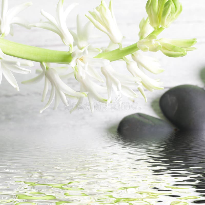 Pretty Spray of White Spring Flowers Over Water Stock Photo - Image of ...