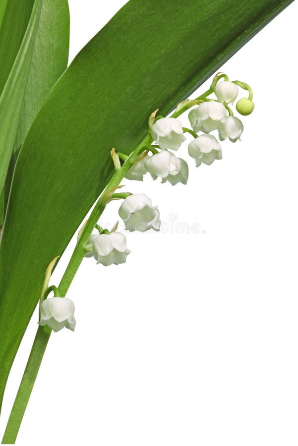Pretty Sprigs of Thrush with Leaves Stock Image - Image of holiday ...