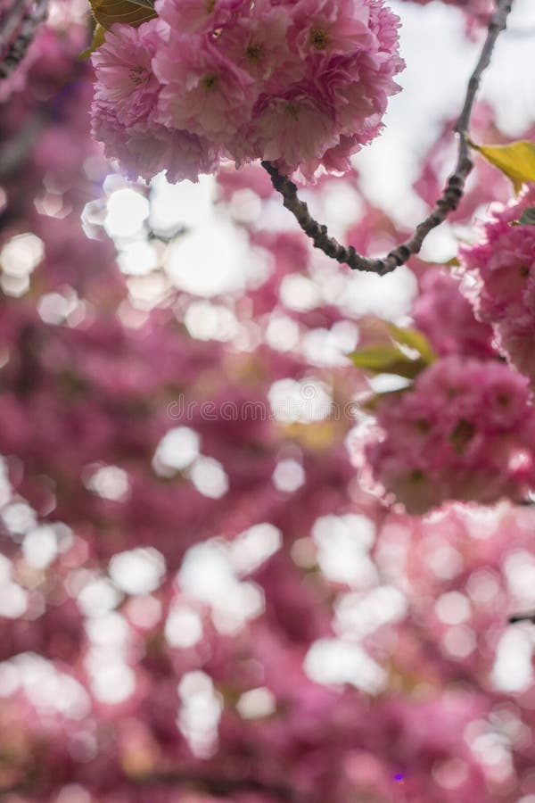 Pretty spring blossoms stock image. Image of blossoms - 188483781