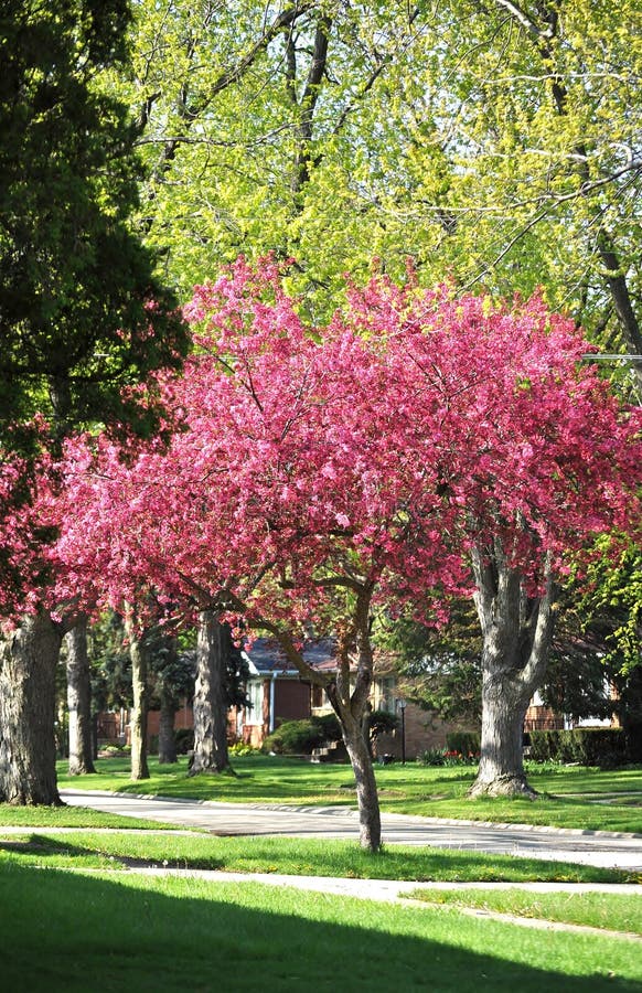 Pretty Spring Crabapple Tree in Mount Prospect IL, USA. Stock Photo ...
