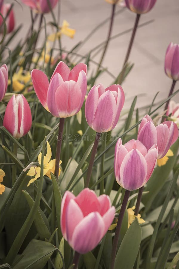 Pretty spring tulips stock photo. Image of natural, bunch - 89646920