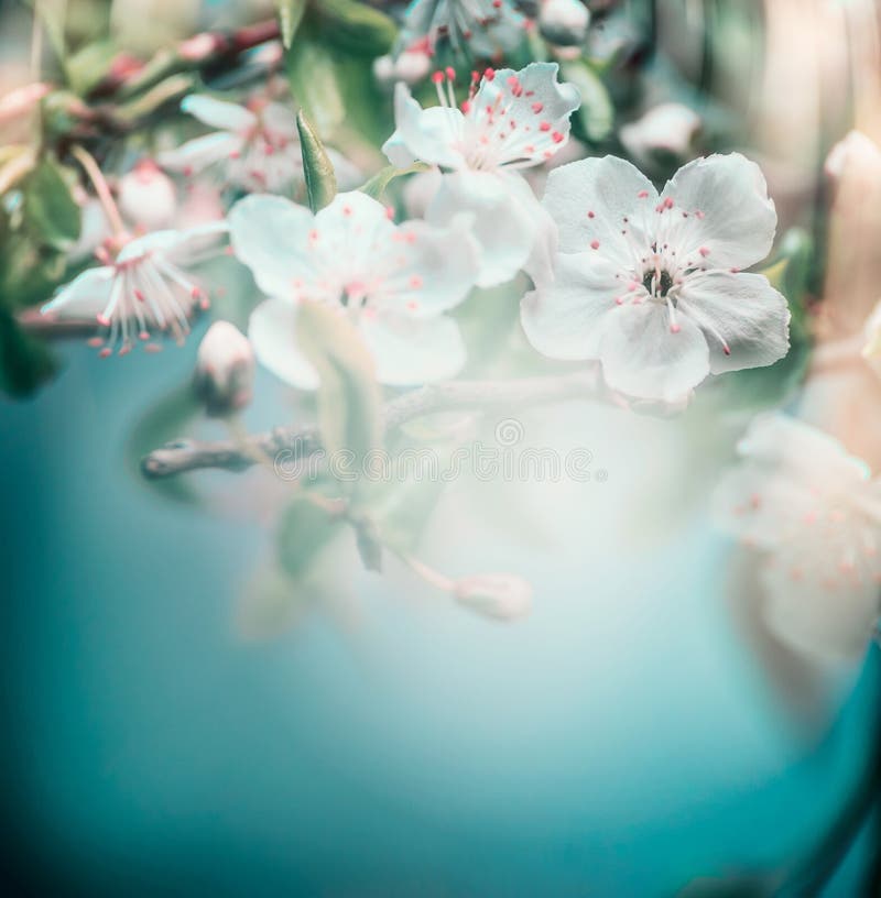 Springtime Blossom in Public Beacon Hill Park, Victoria BC Canada Stock ...