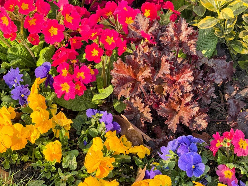 Pretty Springtime Image of Variety of Vividly Coloured Spring Flowers ...