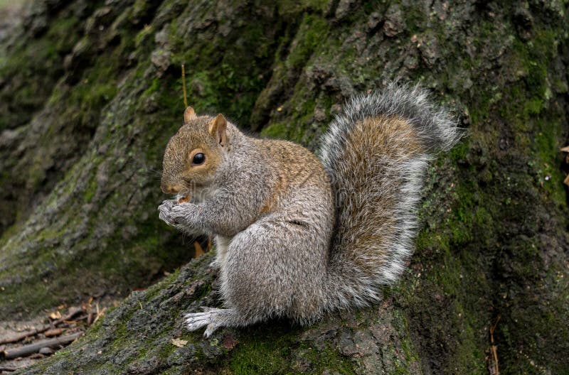 Pretty Squirrel on the Root with Nut, Park in London Stock Image ...