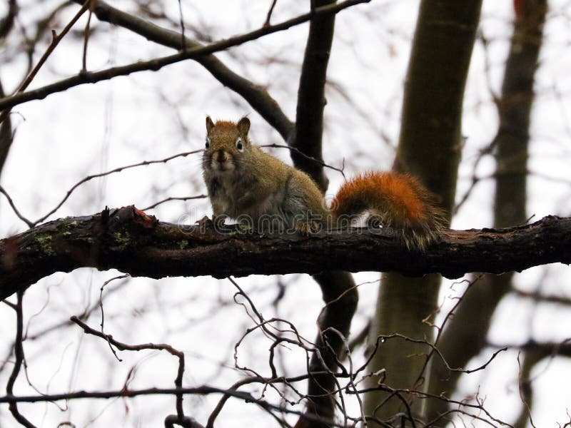 Pretty Squirrel in a Tree during Autumn Stock Photo - Image of ...