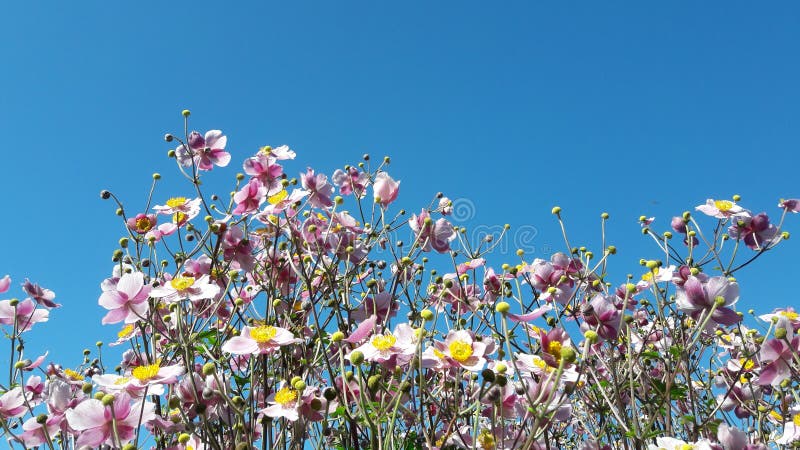 Perrty Summer Stock Photos - Free & Royalty-Free Stock Photos from ...