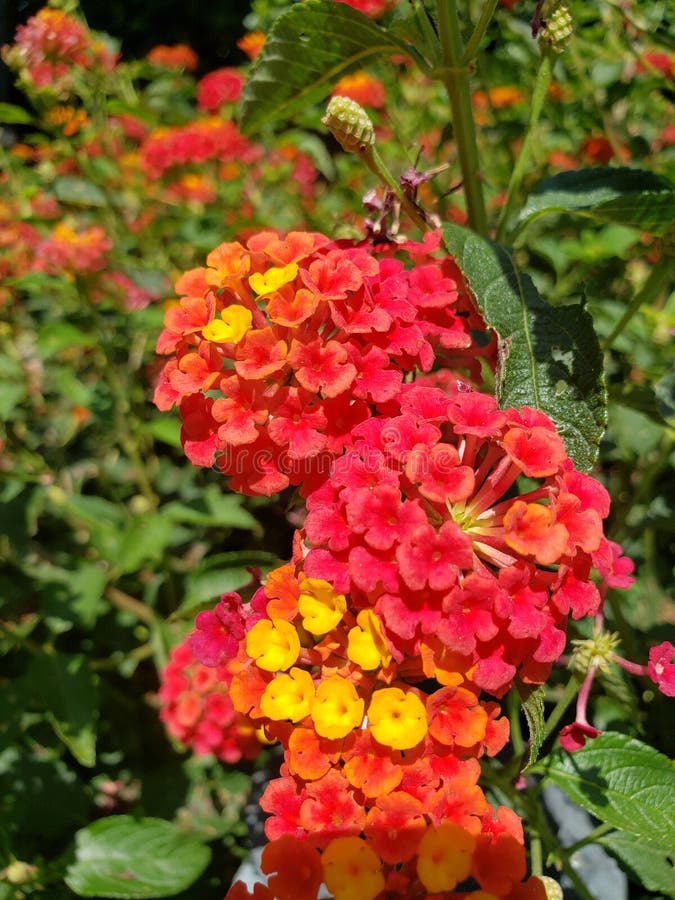 Pretty summer flowers stock image. Image of flora, flower - 151369821