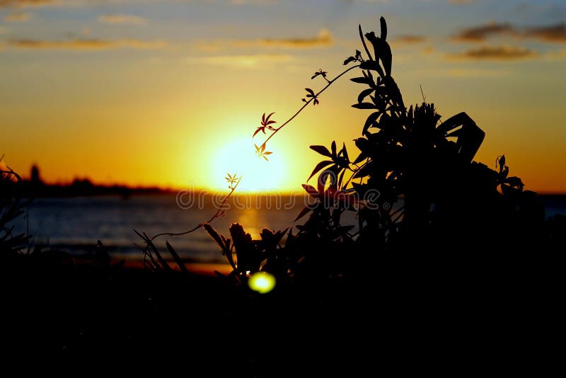 Pretty sun stock image. Image of sumer, morning, plants - 56514265