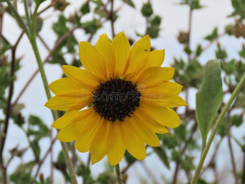 A pretty sunflower stock photo. Image of flower, pretty - 97249880