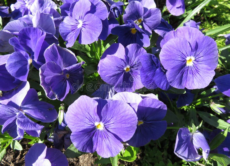 Pretty Violets in the Garden on Defocused Background Stock Photo ...