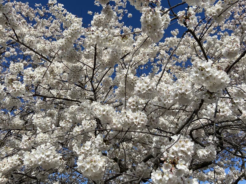 Pretty Sunlit White Cherry Blossoms in Spring in March Stock Image ...
