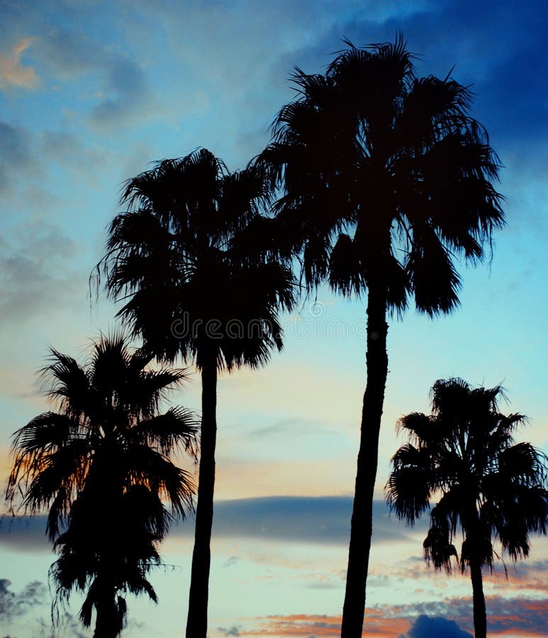 Florida Palm Trees stock image. Image of group, ftont - 334565627
