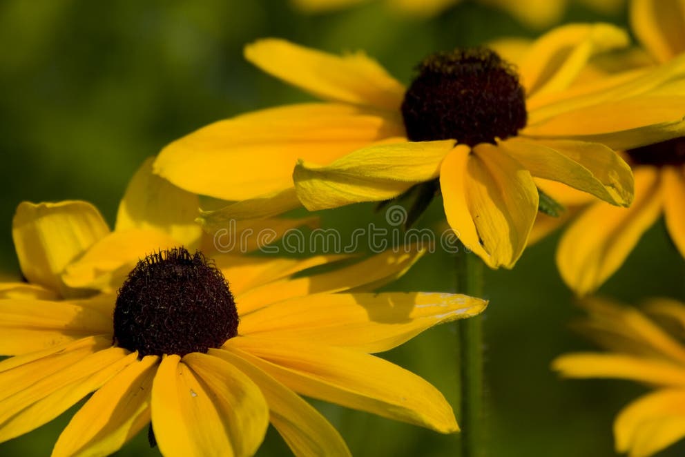 Pretty Susan stock image. Image of yellow, rudbeckia, seeds - 946459