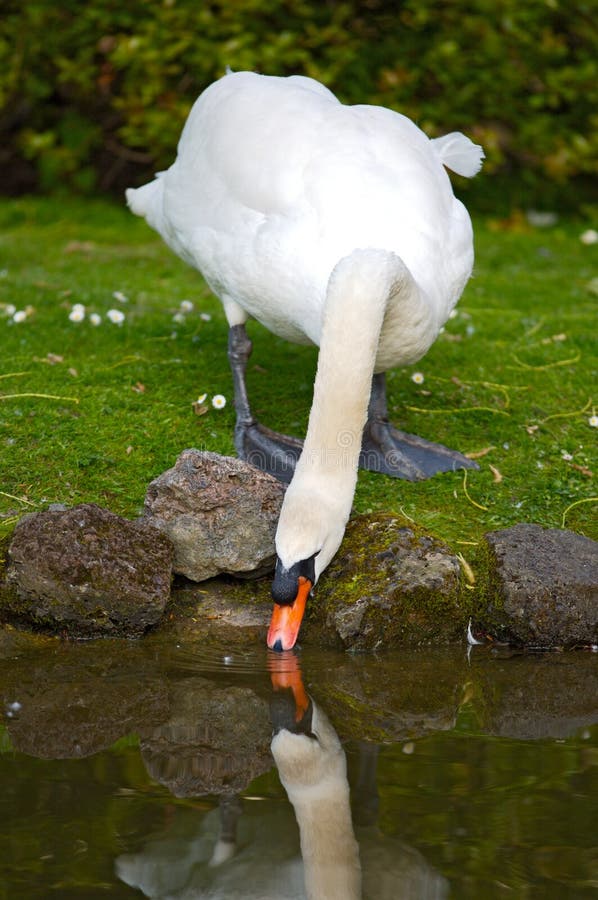 Pretty swan drinking water stock photo. Image of drinking - 1654324