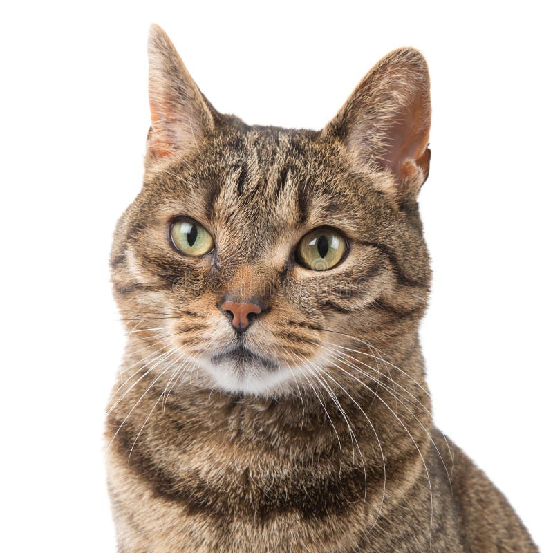 Pretty tabby cat stock image. Image of expression, kitten - 36207277