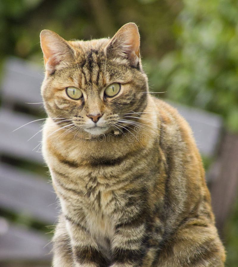 Pretty tabby cat stock photo. Image of head, kitty, looking - 43871604