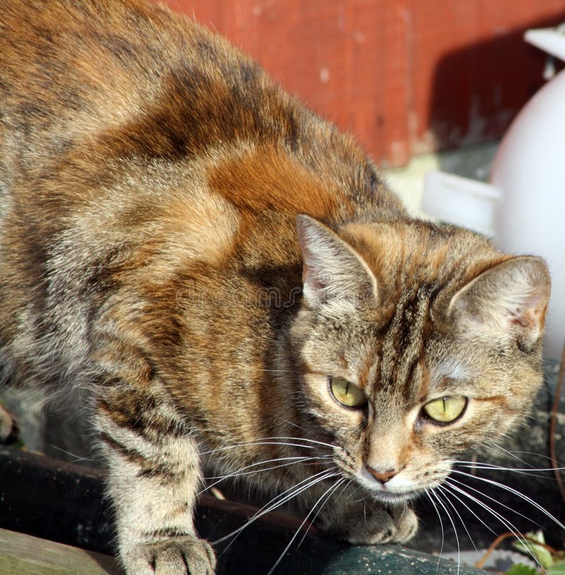 Pretty tabby cat stock image. Image of grey, inside, face - 43871743