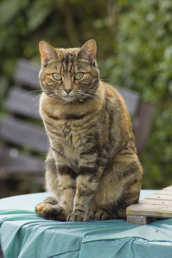 Pretty tabby cat stock image. Image of coon, looking - 43871885