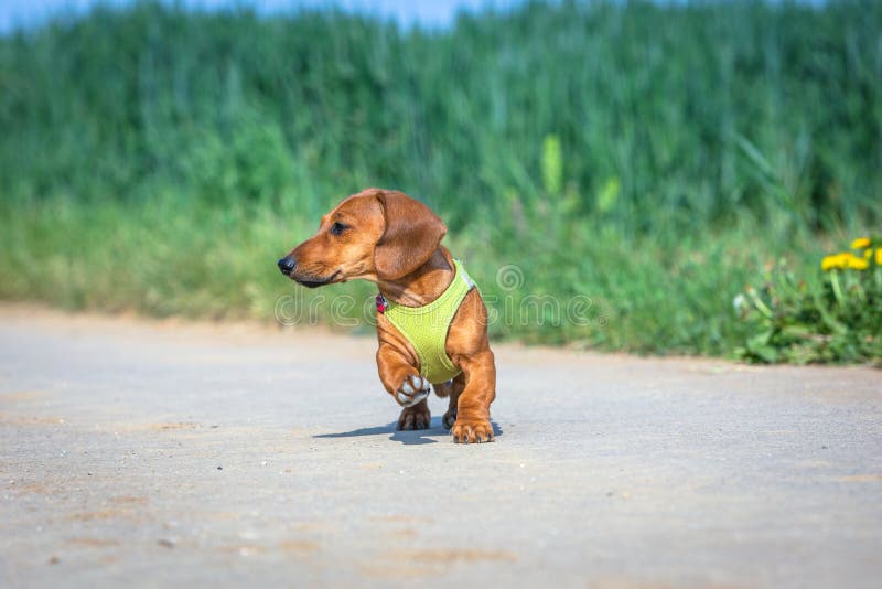 Pretty Teckel Dog Looking Sideways Stock Image - Image of doggy, walk ...