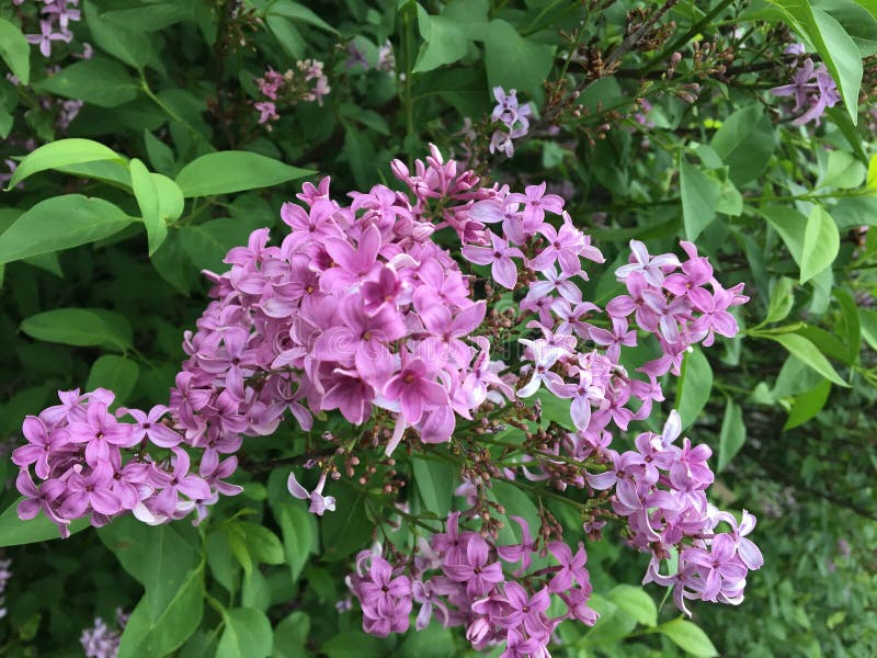 Pretty things stock photo. Image of flowers, pretty, lovely - 93147938