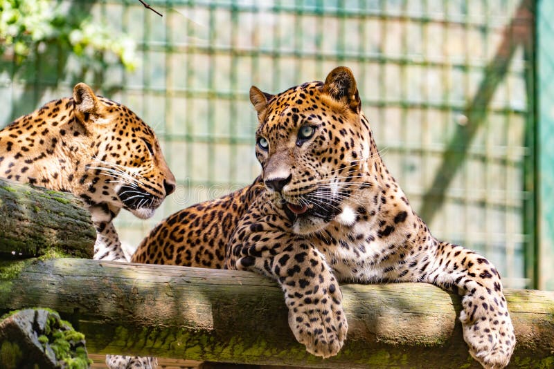 Tiger in a spanish zoo stock photo. Image of mammal - 161218496