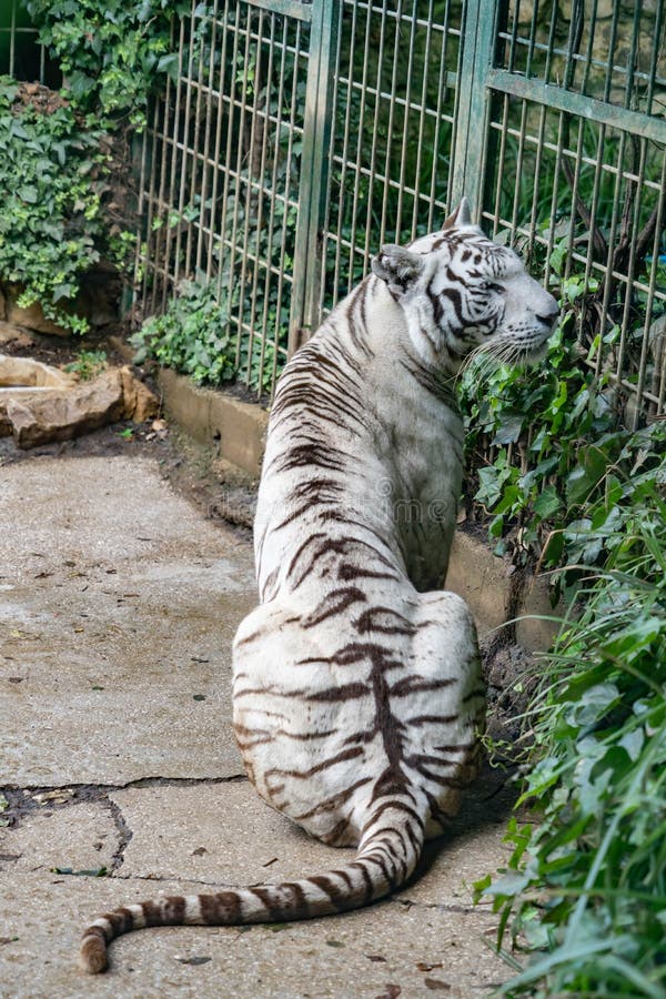 Tiger in a spanish zoo stock photo. Image of animals - 161219052