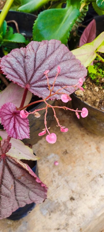 Pretty Tiny Red Flower Part Five Stock Image - Image of five, tiny ...