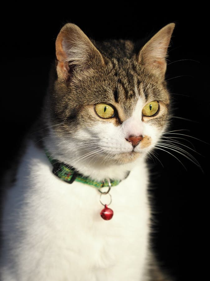 Pretty Cat stock photo. Image of green, kitten, shell - 111720960