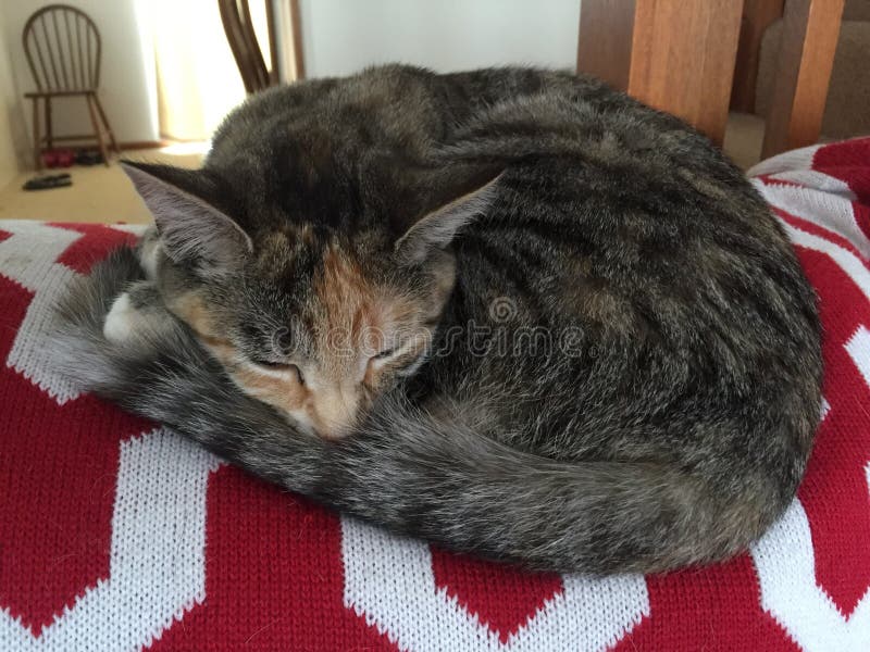 Pretty Tortoishell Tabby Cat Stock Image - Image of stunning, pretty ...