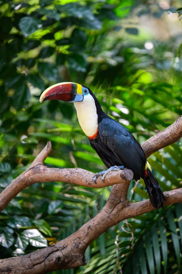 Pretty Toucan on the Branch Stock Image - Image of tree, toucan: 182552557