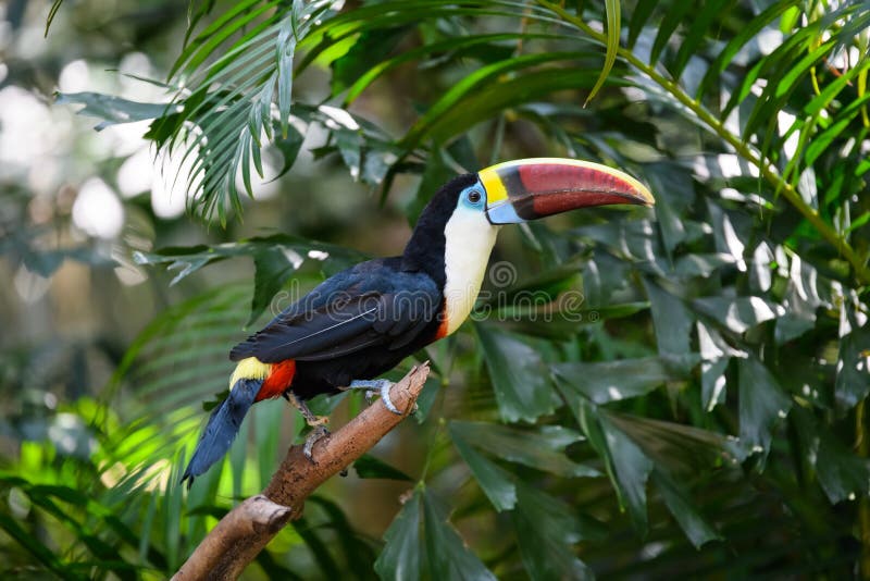 Pretty Toucan on the Branch Stock Image - Image of tree, pretty: 182552589