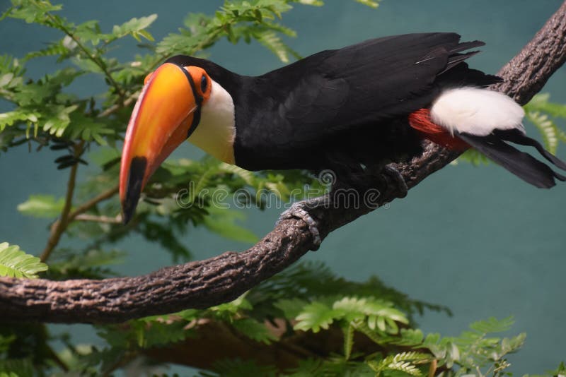 Pretty Toucan Sitting in a Tree with an Orange Bill Stock Image - Image ...