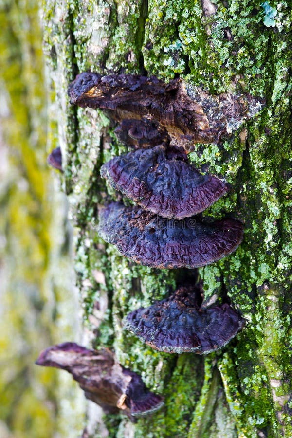 Pretty Tree Fungus stock photo. Image of fungal, plant - 13757056