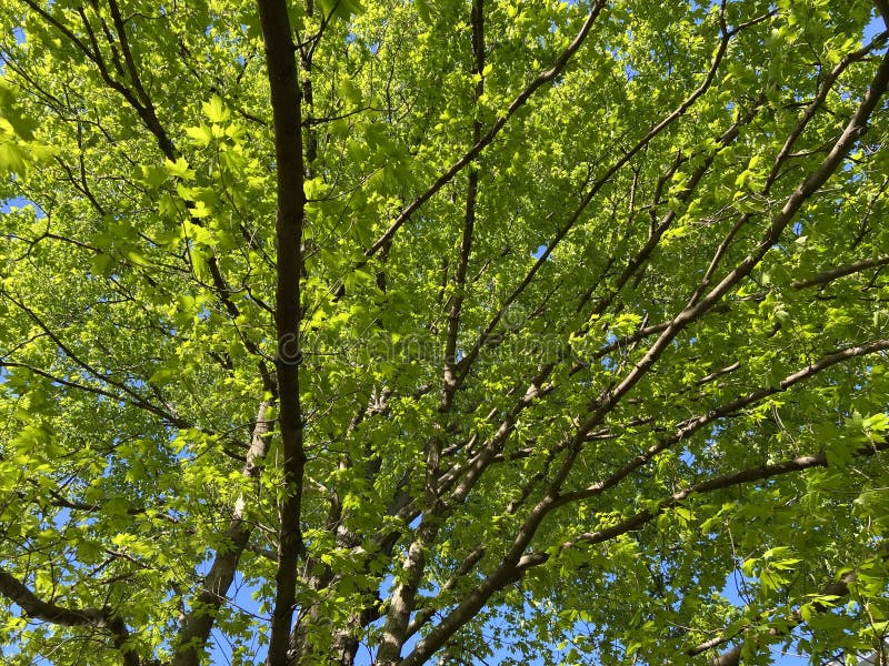 Pretty Tree with Green Leaves in Spring in April Stock Image - Image of ...