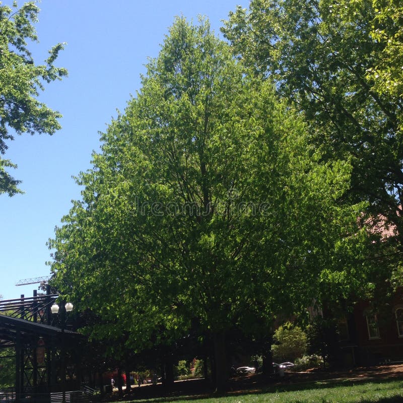 Pretty Tree stock photo. Image of nature, park, pretty - 42632918