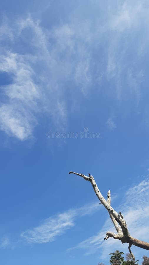 Pretty Tree Trunks Under a Beautiful Sky Stock Image - Image of wood ...