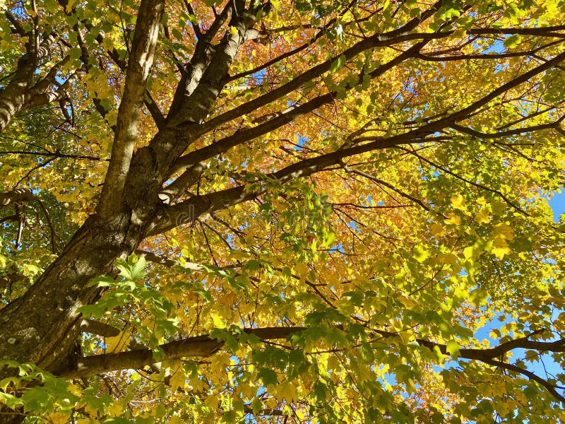Pretty Tree with Yellow Leaves Fall Foliage in October Stock Image ...