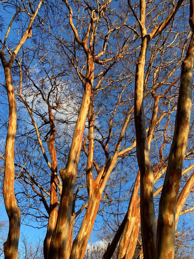 Pretty Trees at Sunset in January Stock Image - Image of january, brown ...