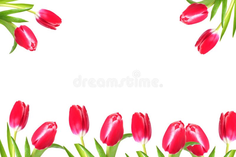 Pretty tulip border stock photo. Image of isolated, love - 7920184