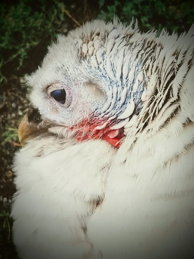 Pretty Turkey Stock Images - Download 3,382 Royalty Free Photos