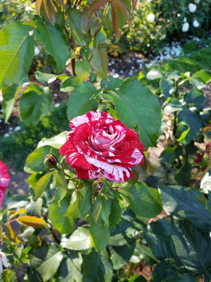 Two colors one rose stock photo. Image of colors, colored - 121913498