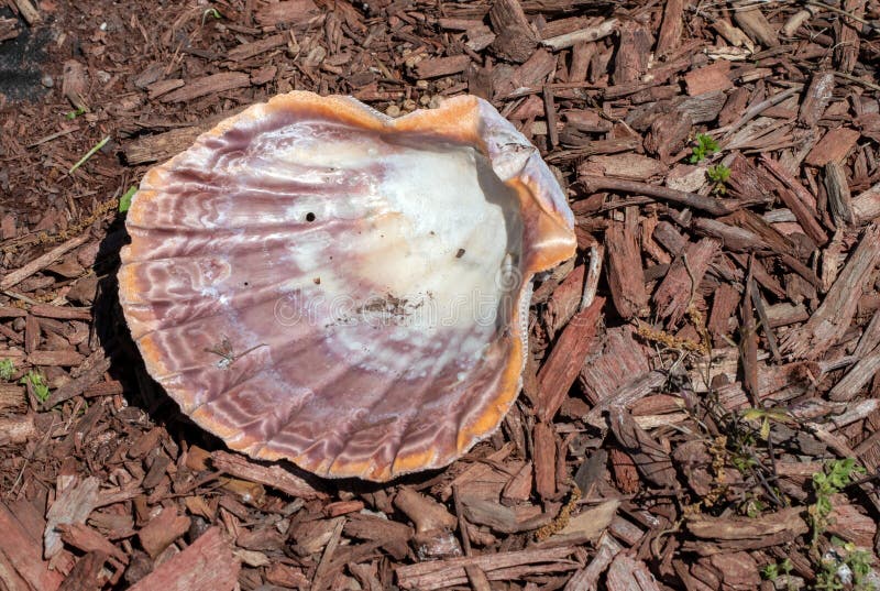 Pretty Underside of a Sea Shell Stock Image - Image of beachcomber ...