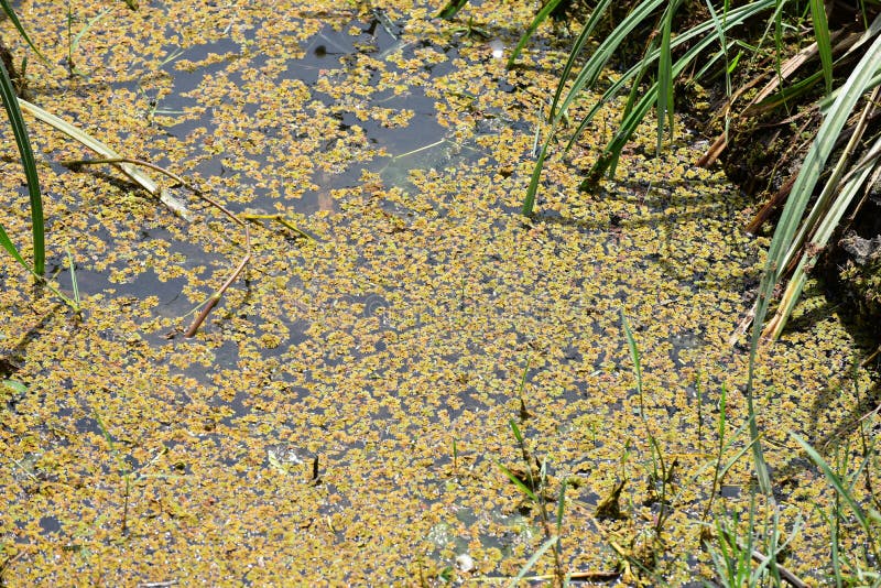 Pretty View of Marshland, Algae Formation in Water, Perfect Natural ...