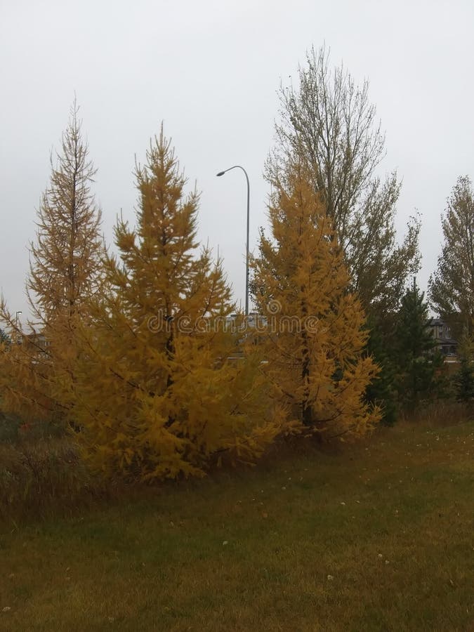 A Walk in the Fall stock image. Image of walk, fall, golden - 92225683