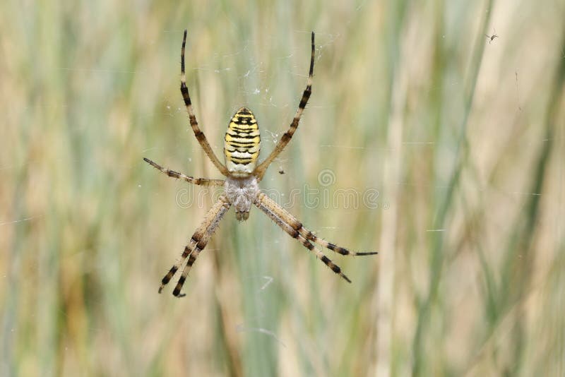 A Pretty Wasp Spider Argiope Bruennichi Sitting on Its Web in the Long ...