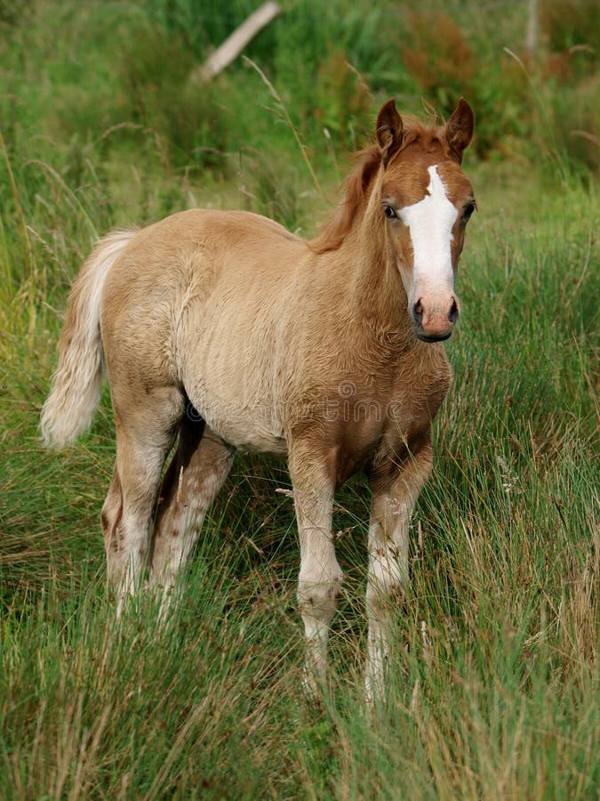 Pretty Welsh Foal stock photo. Image of breed, filly - 24575630