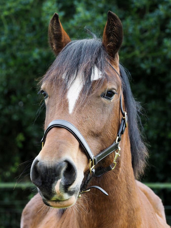 Pretty Welsh Mare stock photo. Image of white, eyes - 210671964